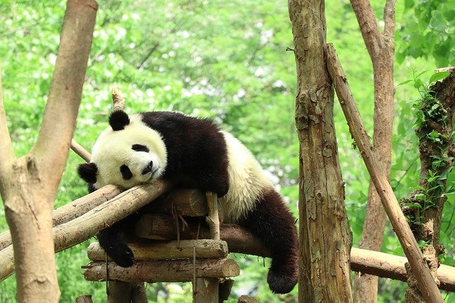 Panda en Mier – Min of Meer