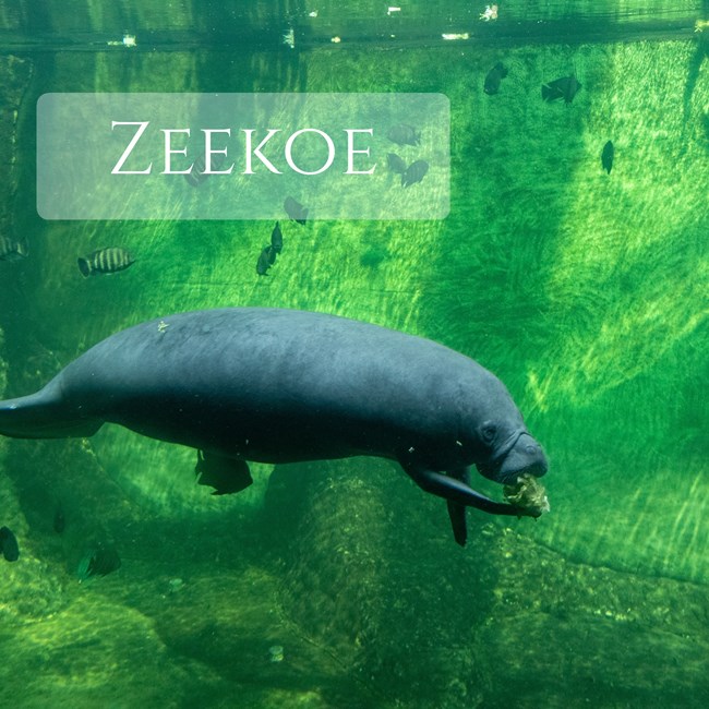 Zeekoe – Min of Meer